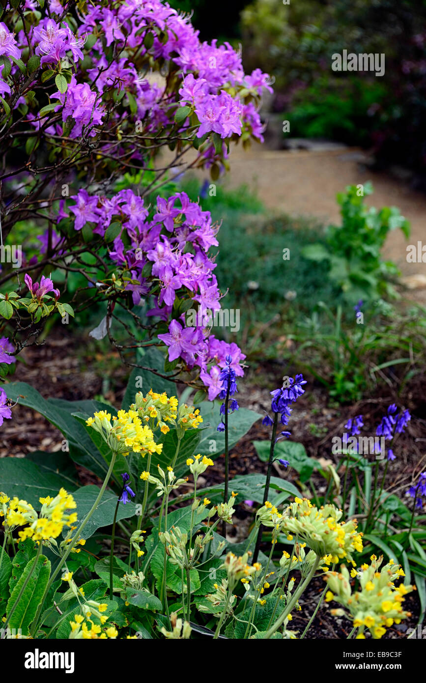 Purple and yellow hi-res stock photography and images - Alamy