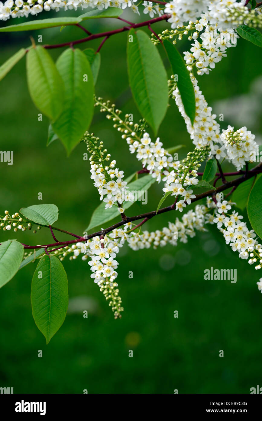 prunus padus watereri AGM Bird Cherry Tree white flowers spike ... prunus padus watereri AGM Bird Cherry Tree white flowers spike ...