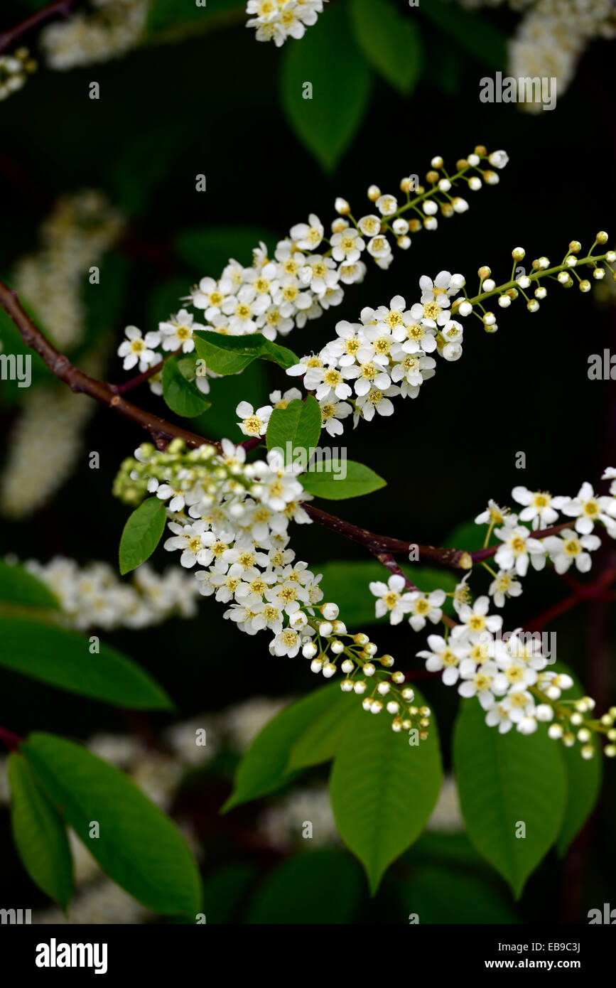prunus padus watereri AGM Bird Cherry Tree white flowers spike ... prunus padus watereri AGM Bird Cherry Tree white flowers spike ...