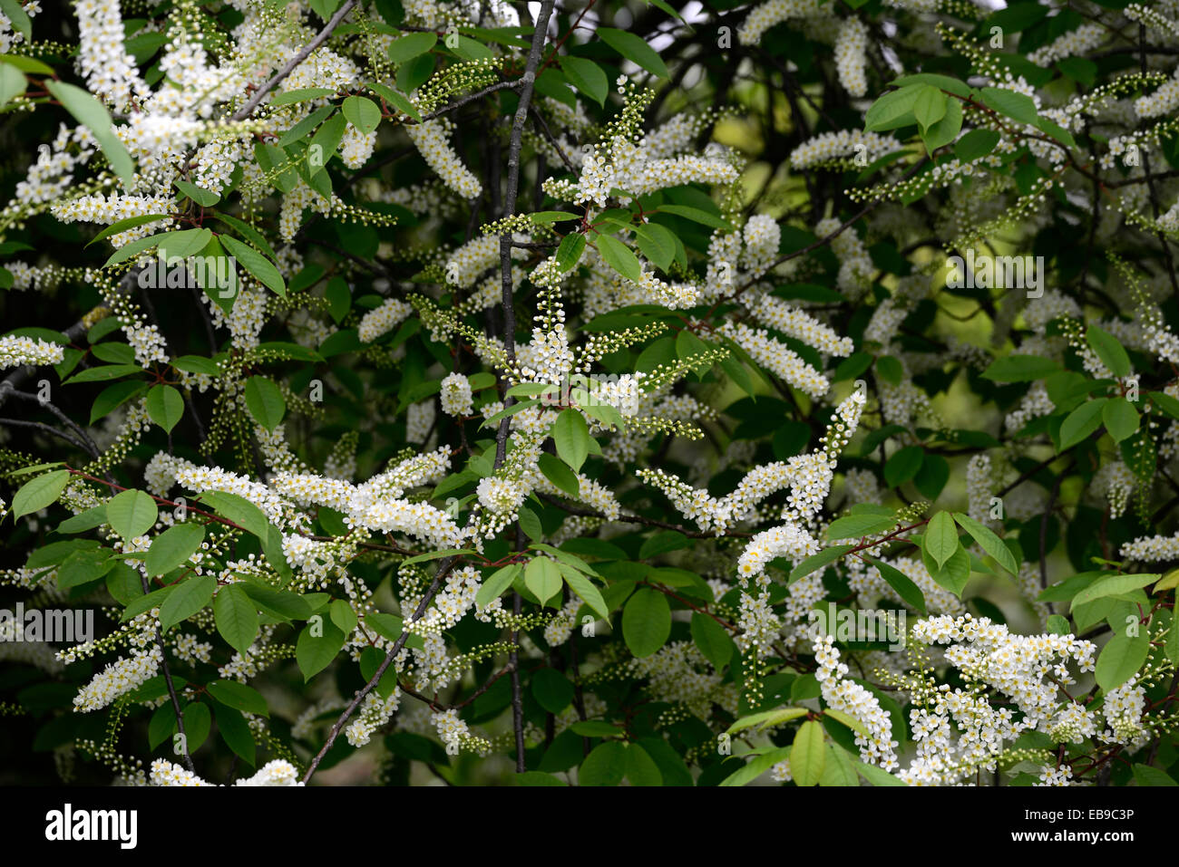prunus padus watereri AGM Bird Cherry Tree white flowers spike ...