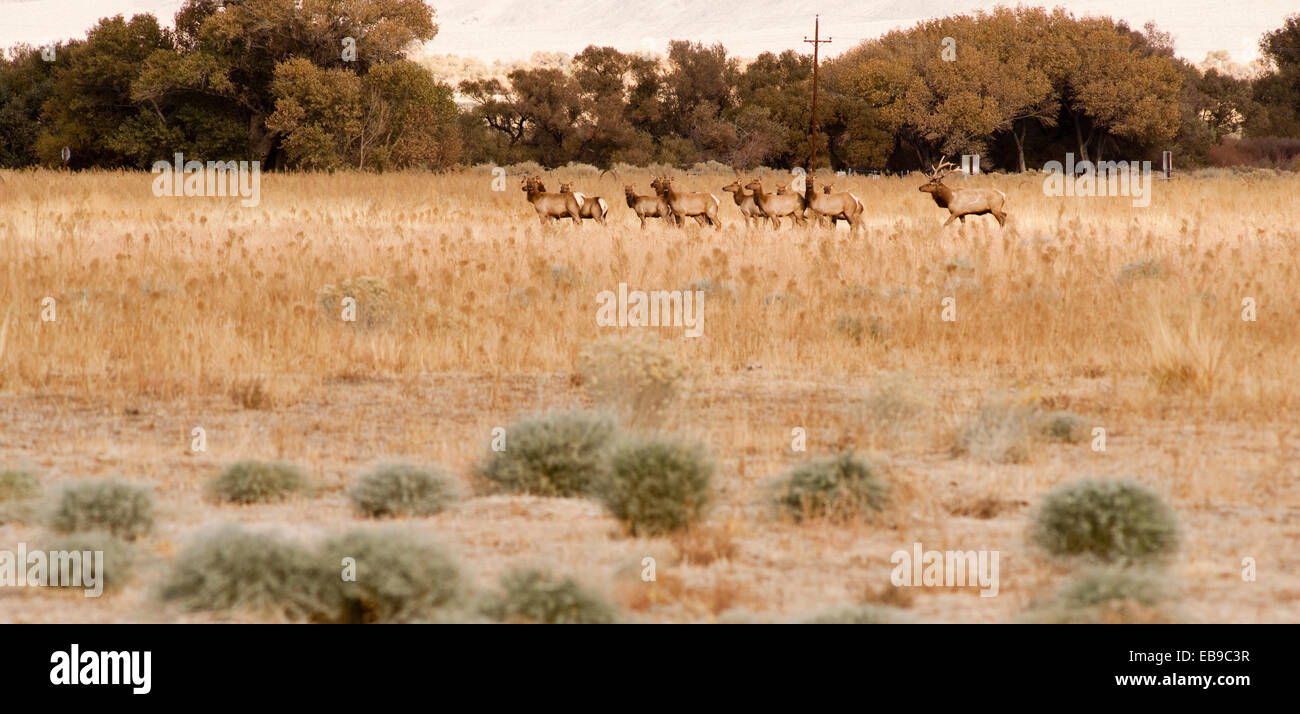 Here is a big bull Elk with a dozen females Stock Photo - Alamy