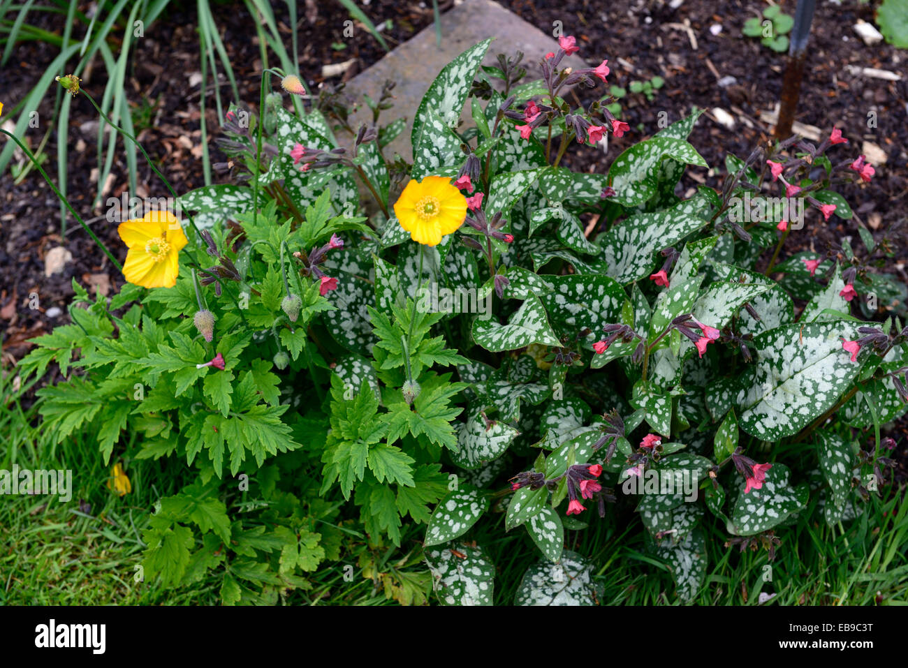 Red lungwort pulmonaria rubra hi-res stock photography and images - Alamy