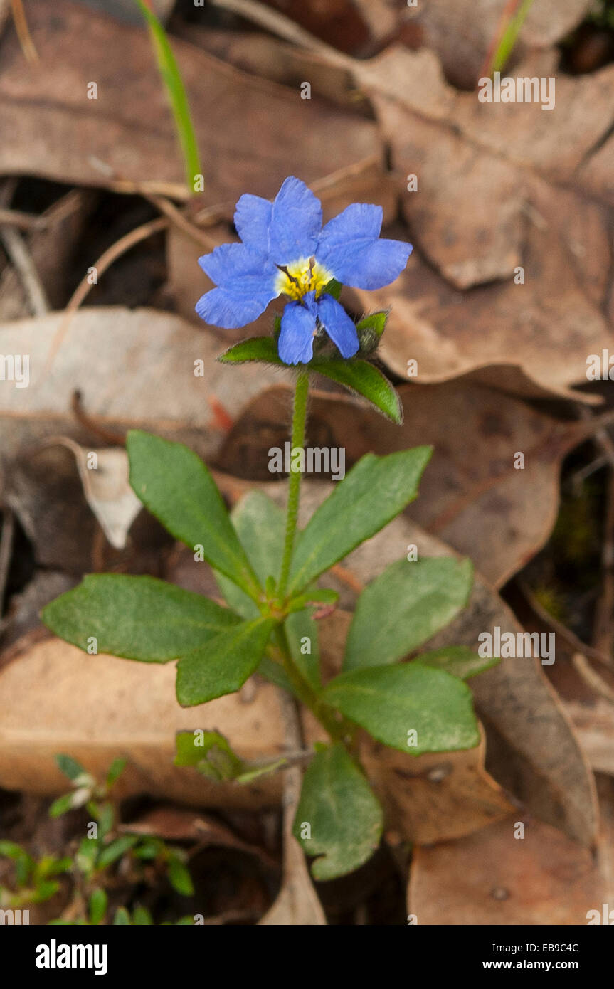Common australian flora hi-res stock photography and images - Alamy