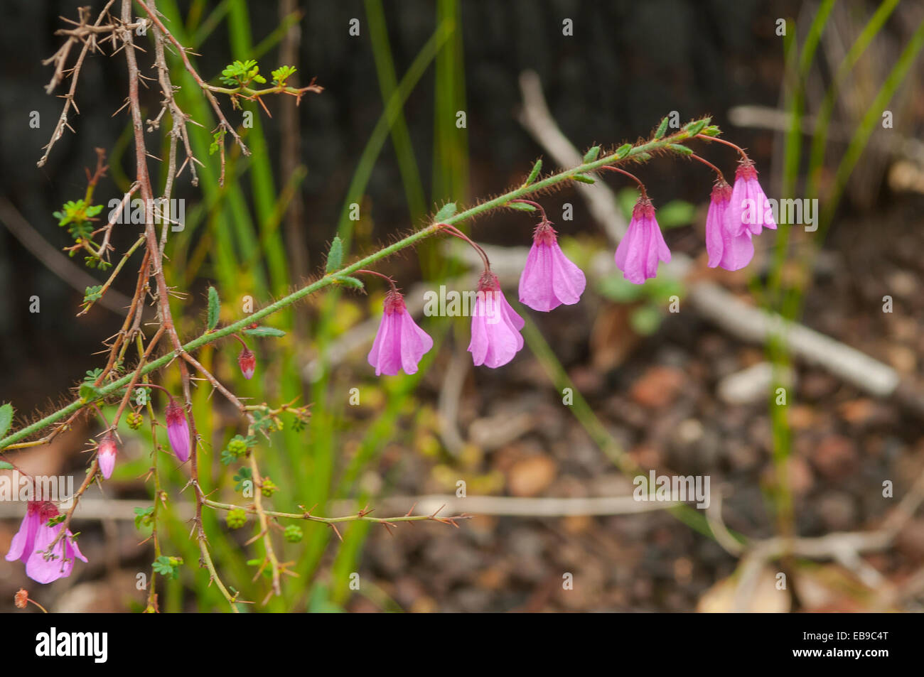Tetratheca parvifolia hi-res stock photography and images - Alamy
