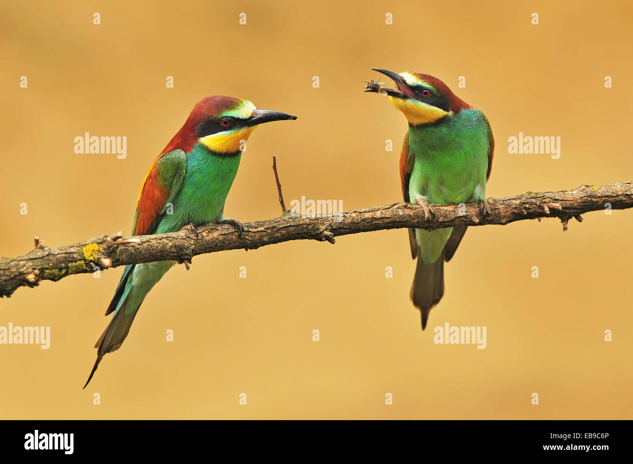 European bee eater bird hi-res stock photography and images - Alamy