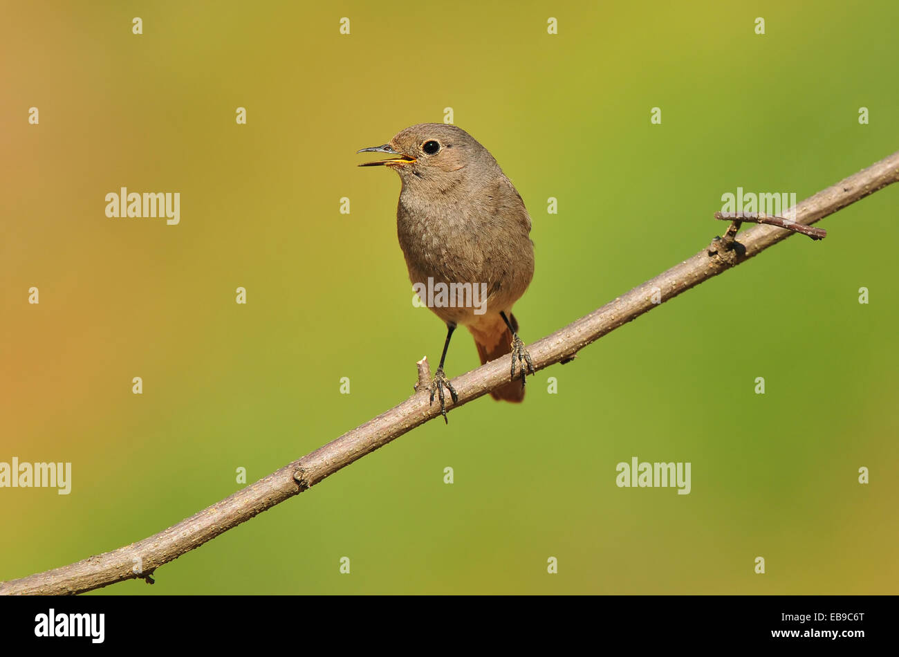 Black redstart hi-res stock photography and images - Alamy