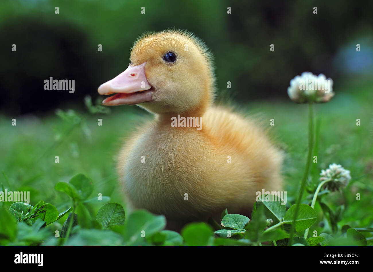 Lady duck hi-res stock photography and images - Alamy