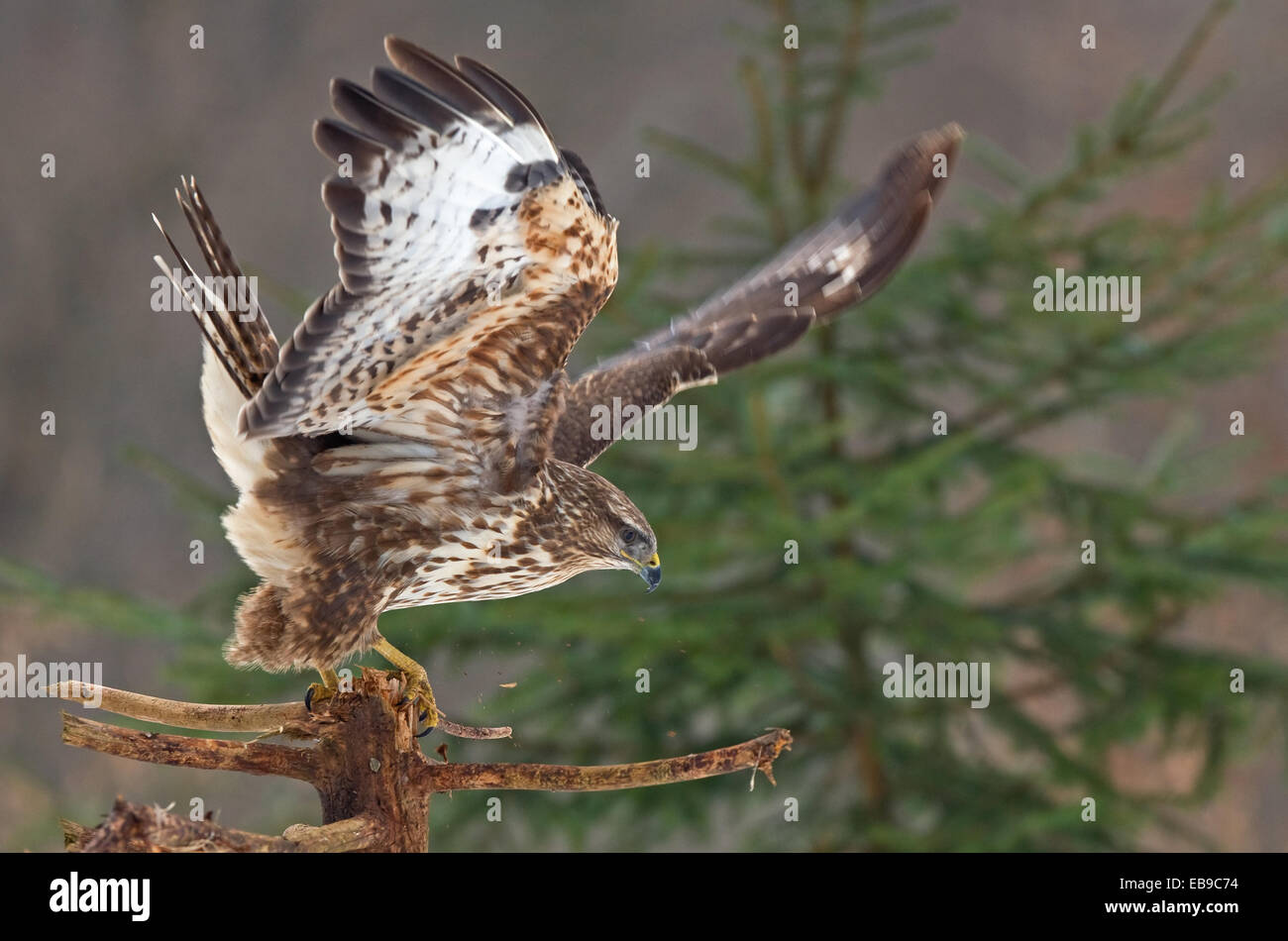 European buzzard hi-res stock photography and images - Alamy