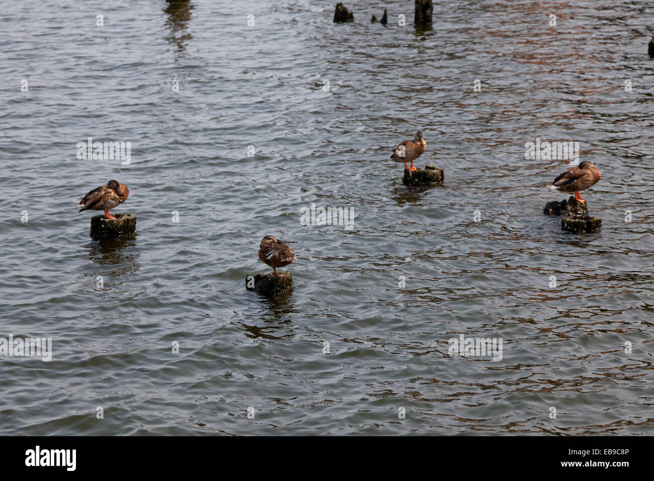 Ducks resting on exposed pier posts Stock Photo - Alamy