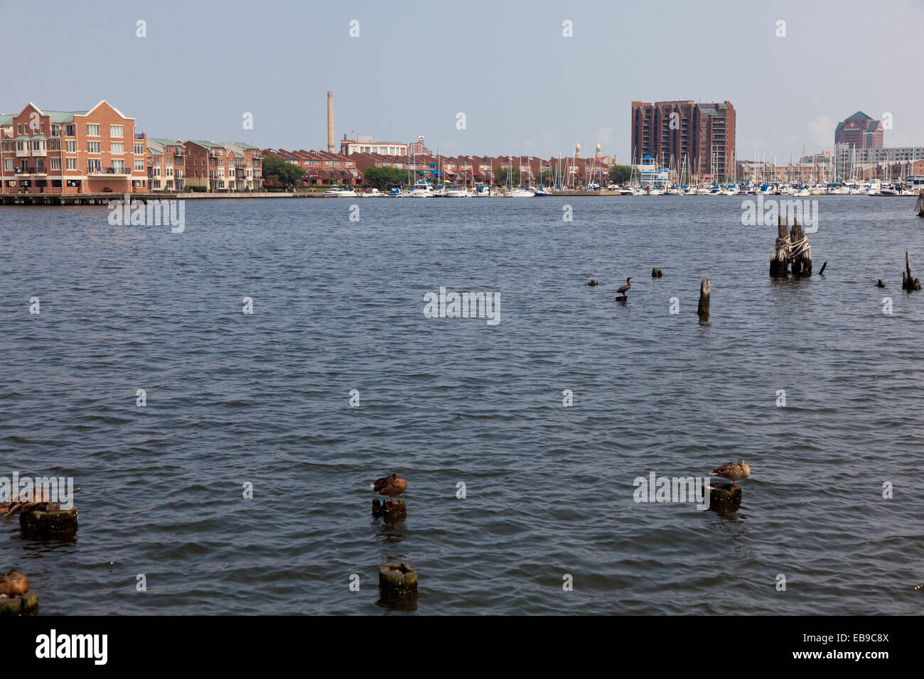 Looking out over the Patapsco River in Baltimore, Maryland with ducks ...