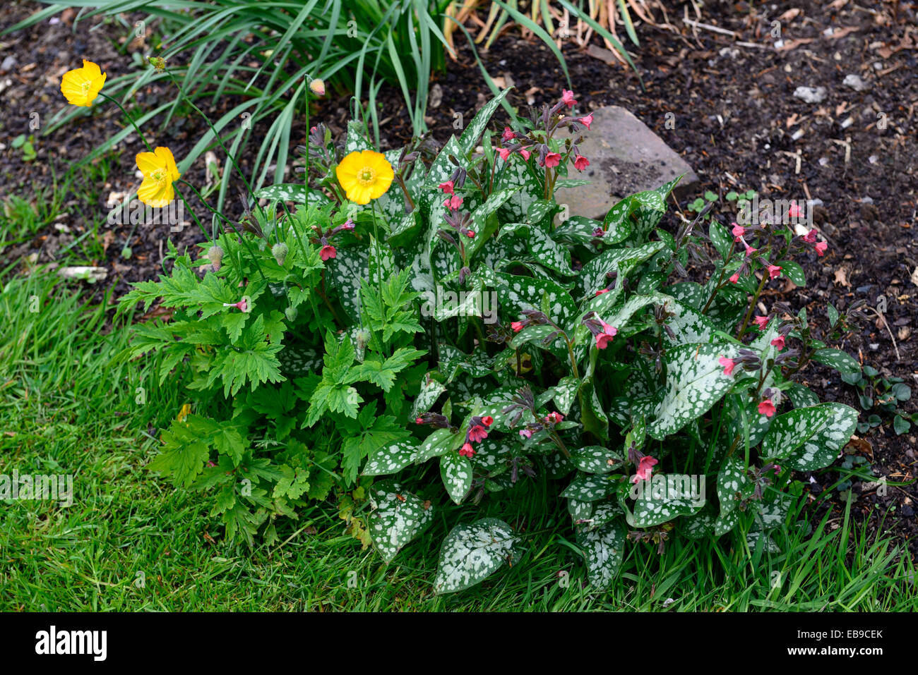Red lungwort pulmonaria rubra hi-res stock photography and images - Alamy