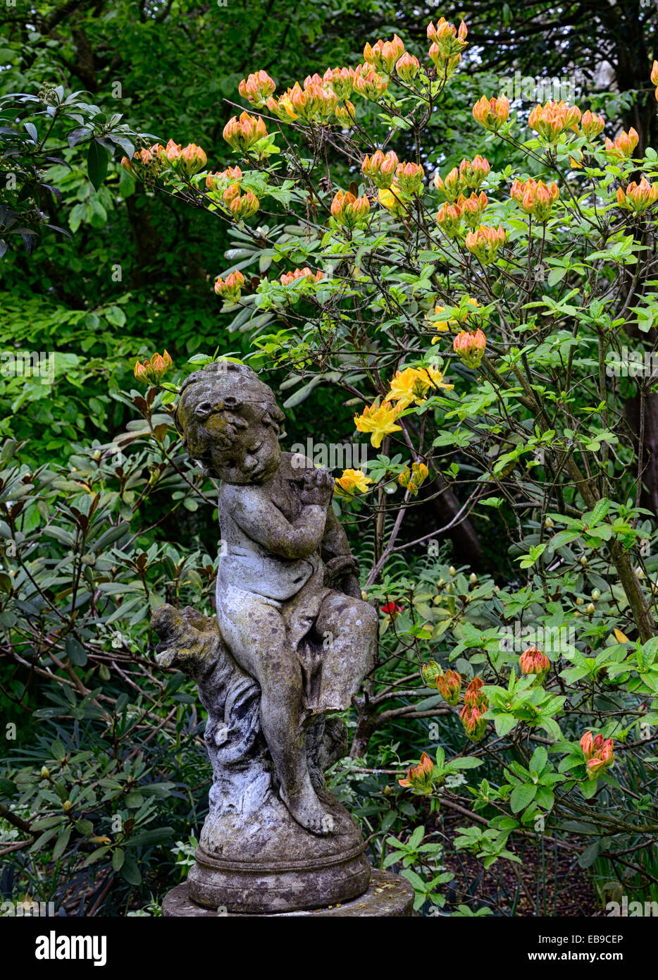 rhododendron luteum yellow flower renaissance statue nymph garden ...