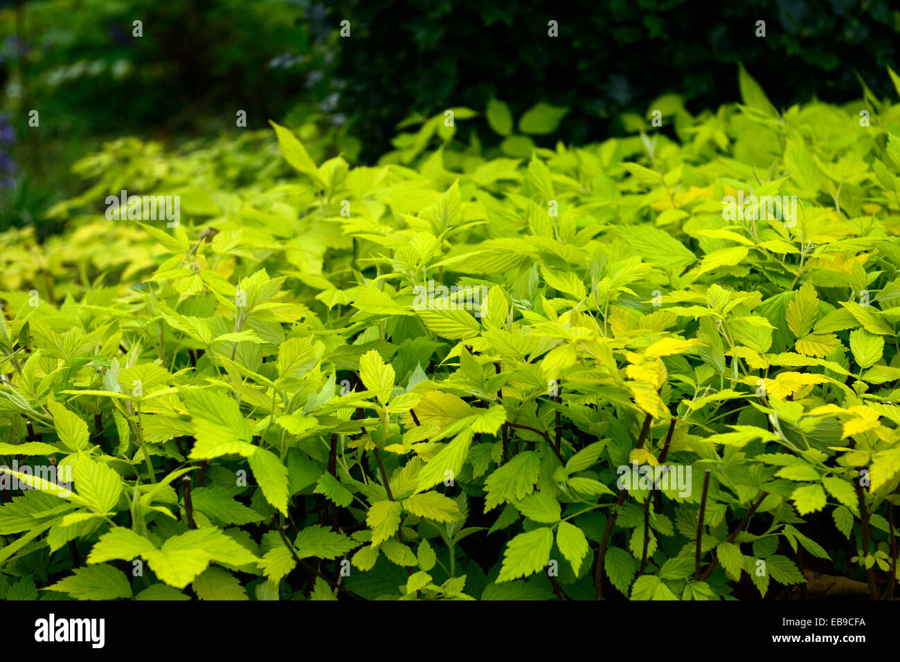 Golden raspberry hi-res stock photography and images - Alamy
