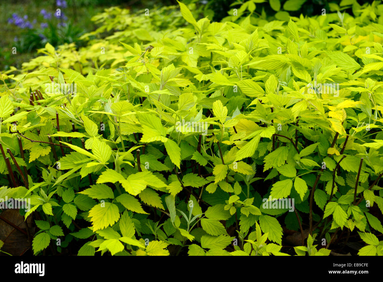 rubus idaeus aureus Gold-leaved European Raspberry golden yellow ...