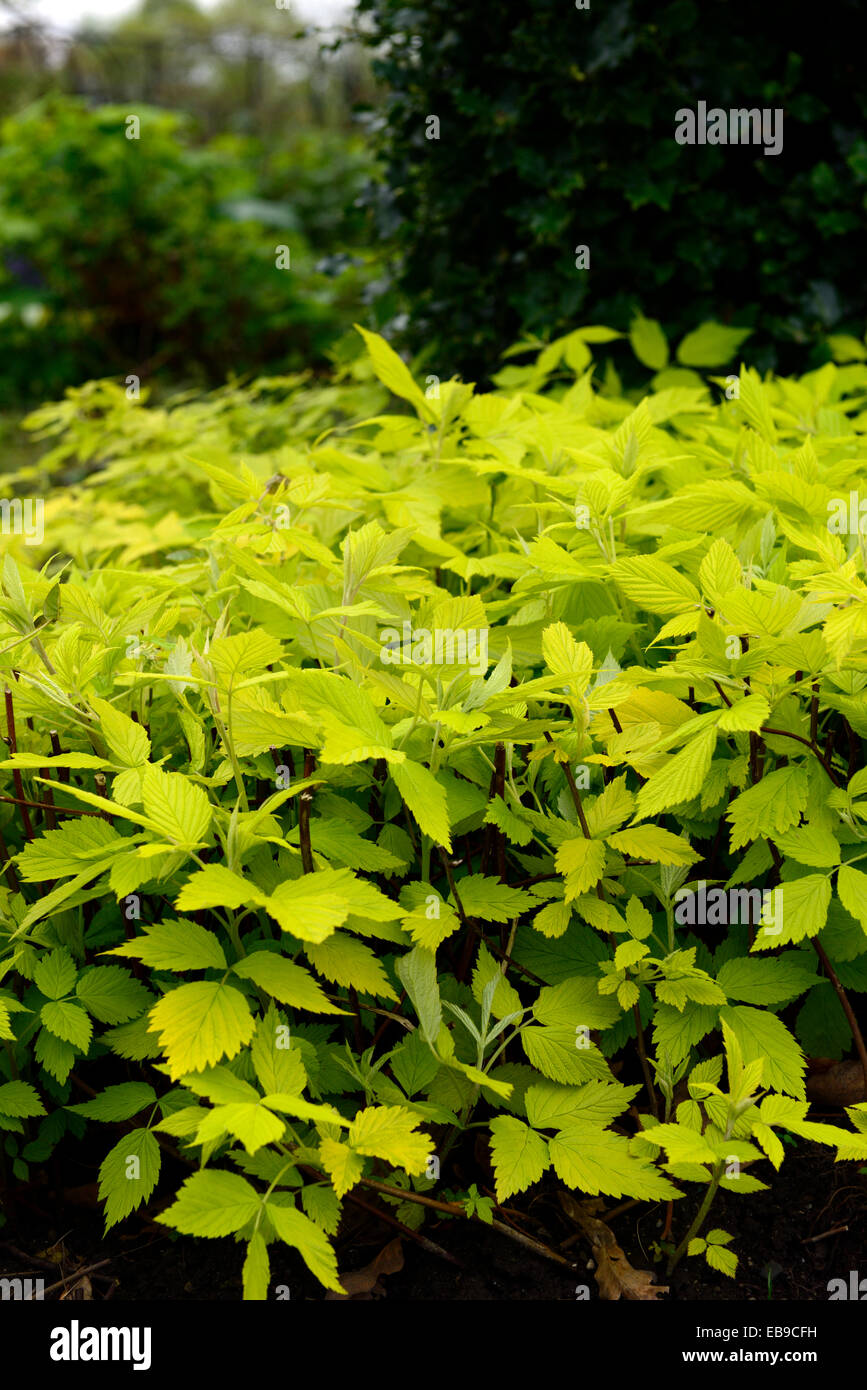 rubus idaeus aureus Gold-leaved European Raspberry golden yellow ...