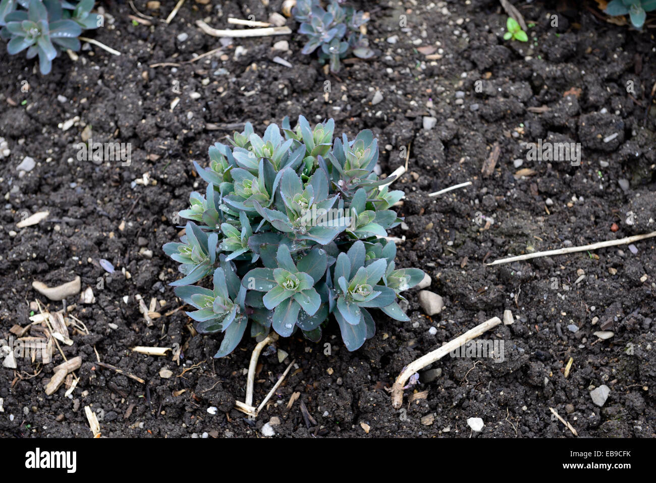 sedum jose aubergine new growth spring sprout grow start mound compact ...