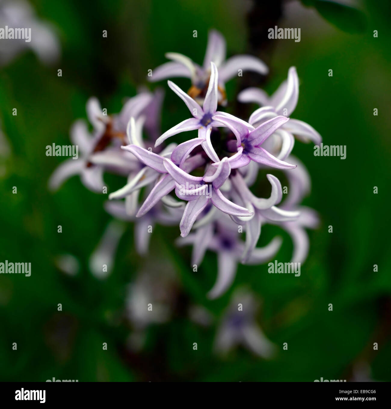 Cutleaf lilac syringa x laciniata hi-res stock photography and images ...