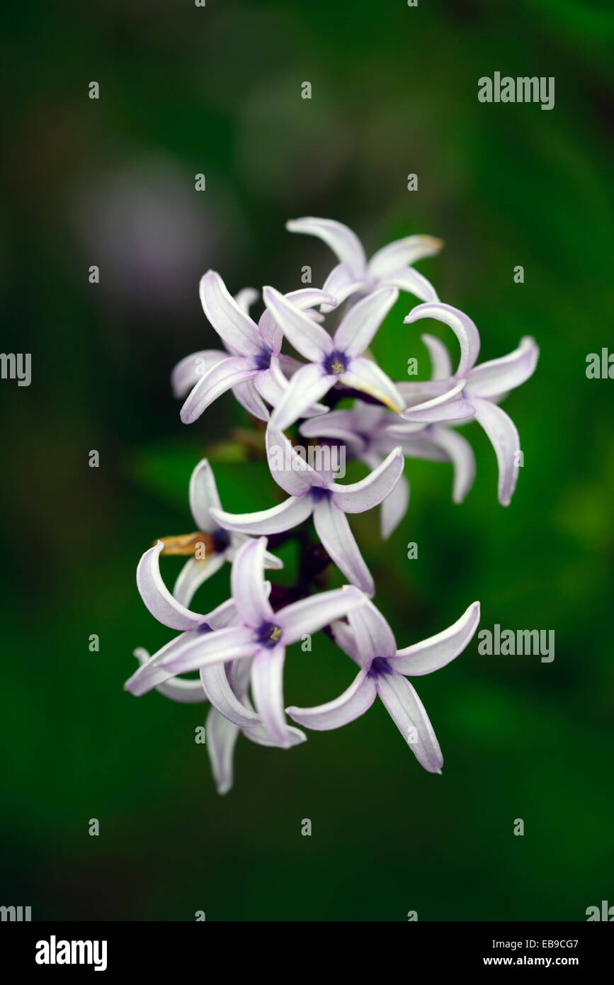 Cutleaf lilac syringa x laciniata hi-res stock photography and images ...