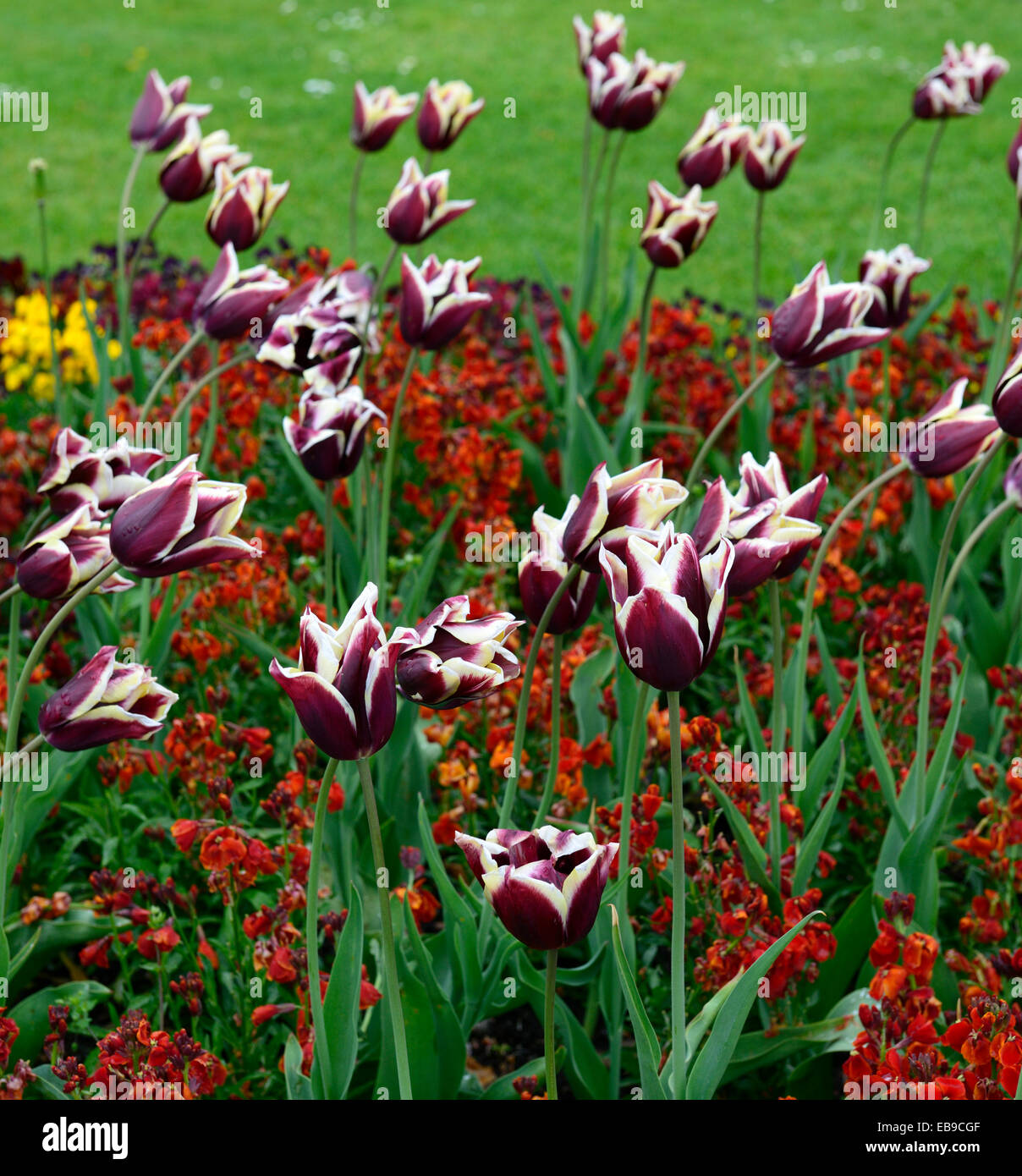 Wallflower scarlet bedder hi-res stock photography and images - Alamy