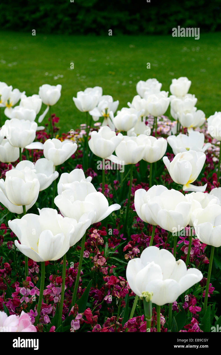 Giant pink and wallflower hi-res stock photography and images - Alamy