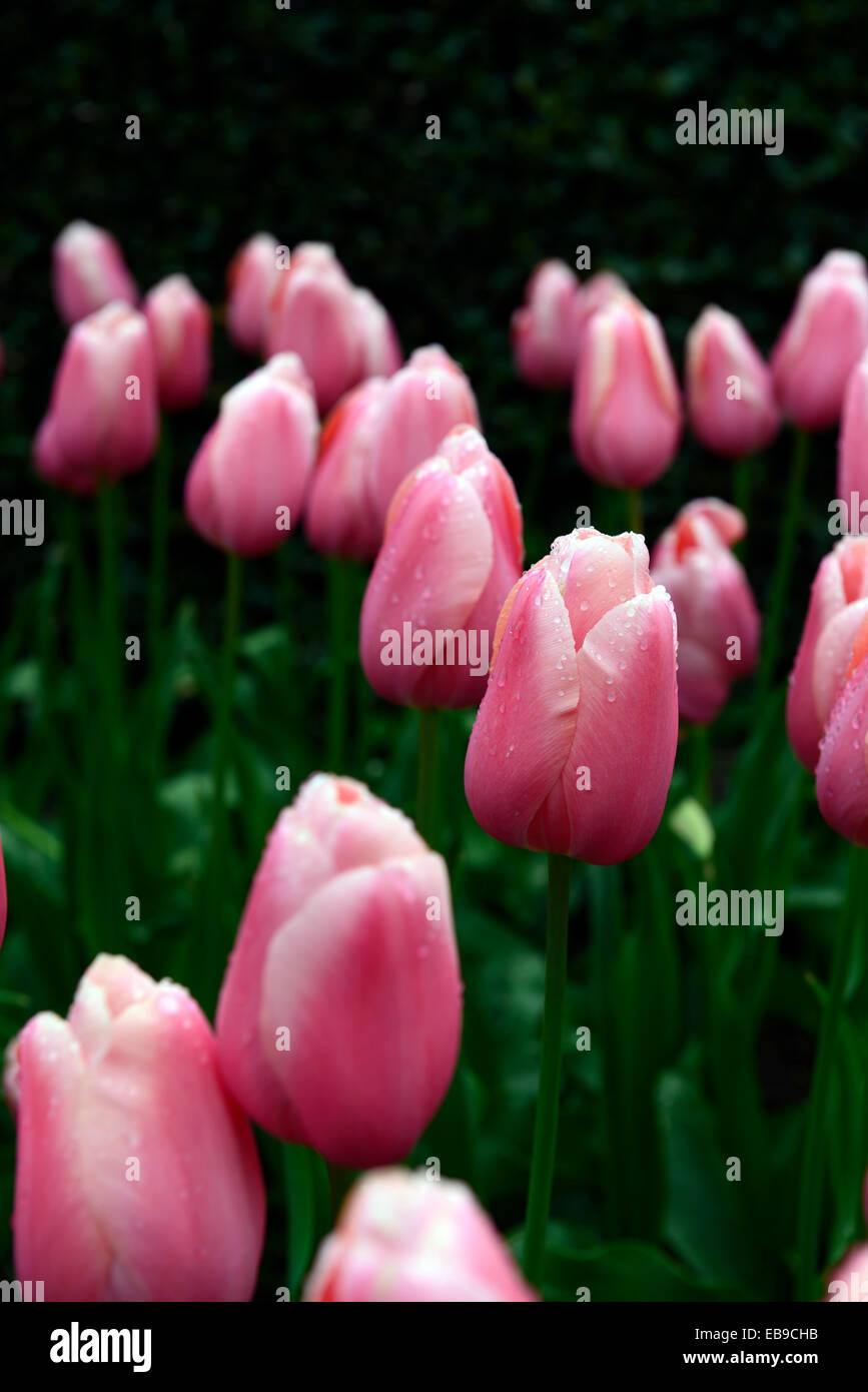 Tulipa menton hi-res stock photography and images - Alamy