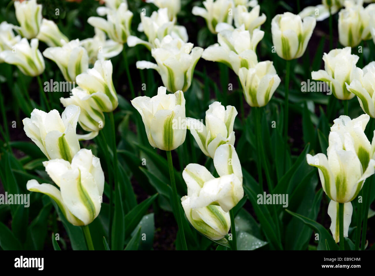 tulipa spring green viridiflora group tulip AGM Division 8 white green ...