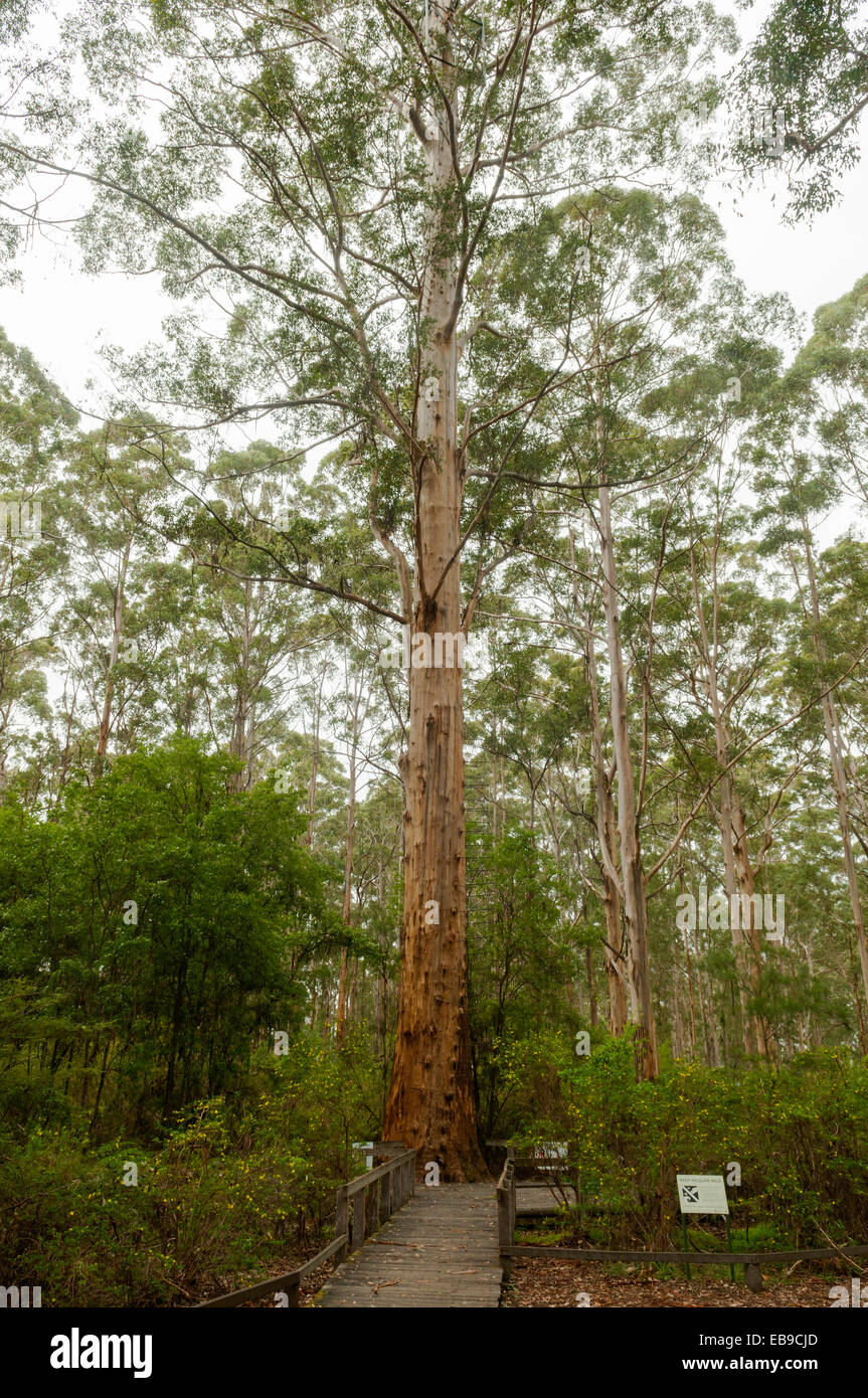 Gloucester Tree High Resolution Stock Photography and Images - Alamy
