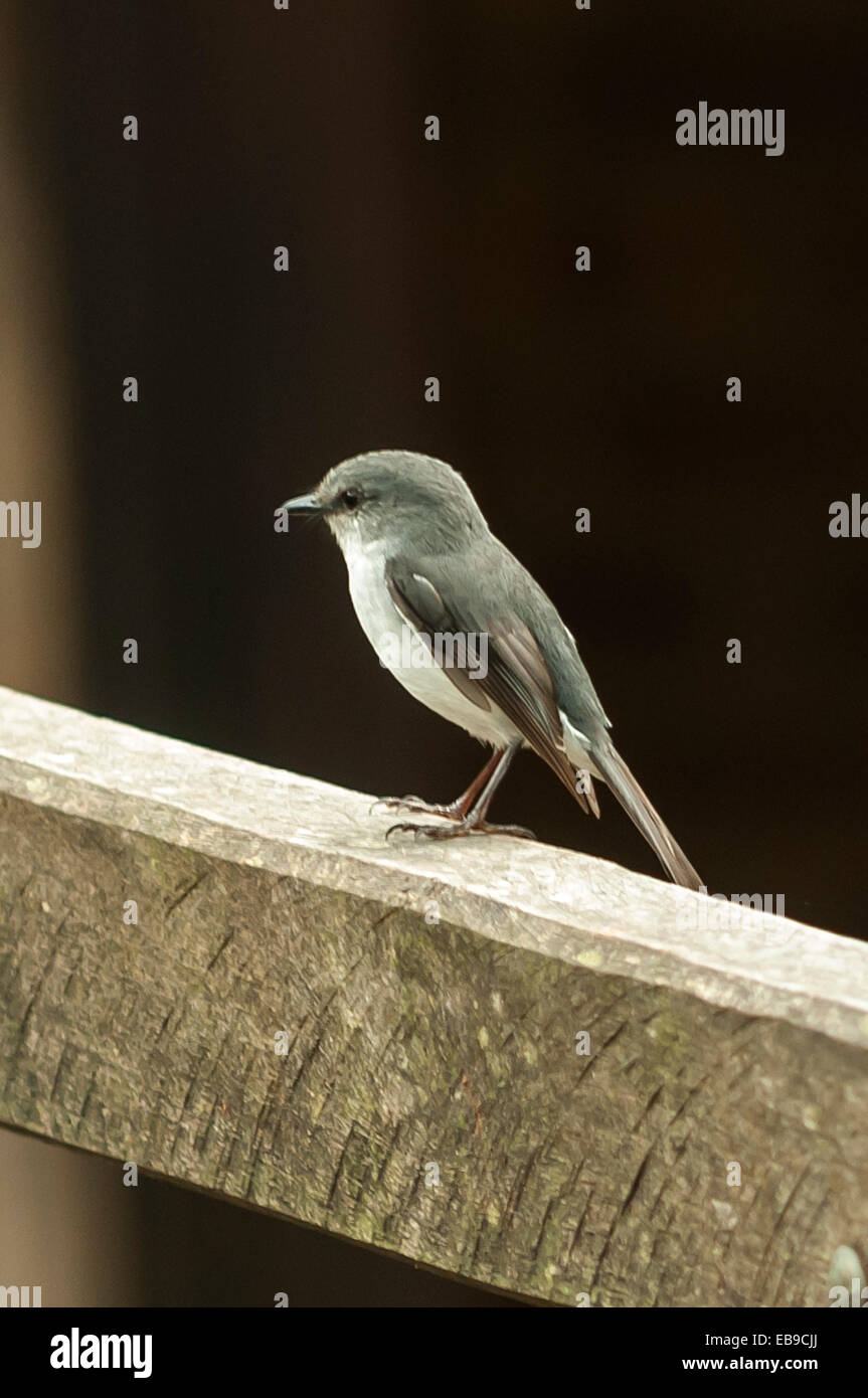 White breasted robin hi-res stock photography and images - Alamy