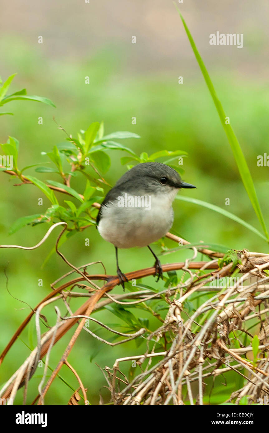 Female Red-winged Fairy Wren, Malurus elegans in Gloucester NP, WA ...