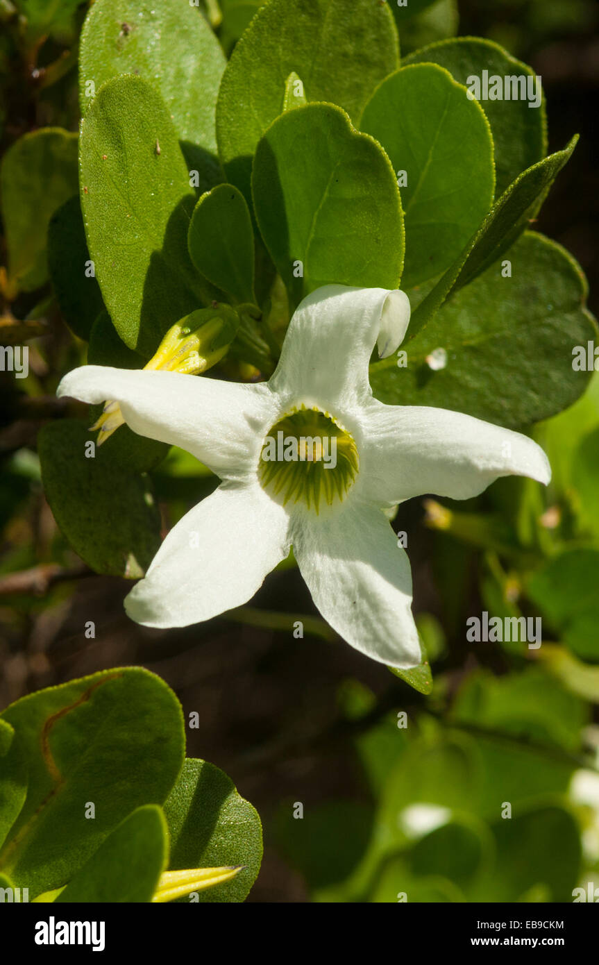 Sticky tailflower hi-res stock photography and images - Alamy