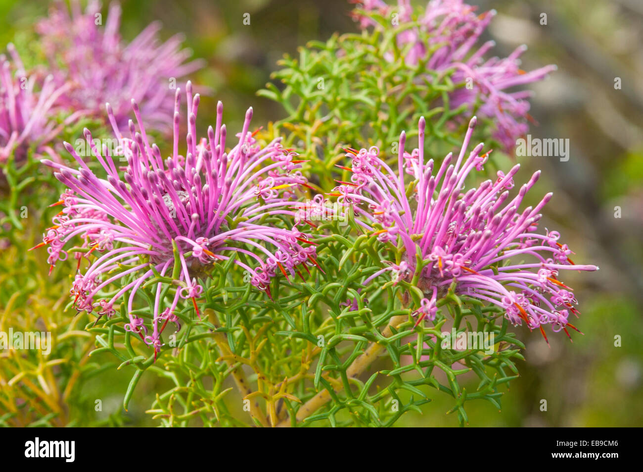 Isopogon formosus, Rose Coneflower in Torndirrup NP, WA, Australia ...