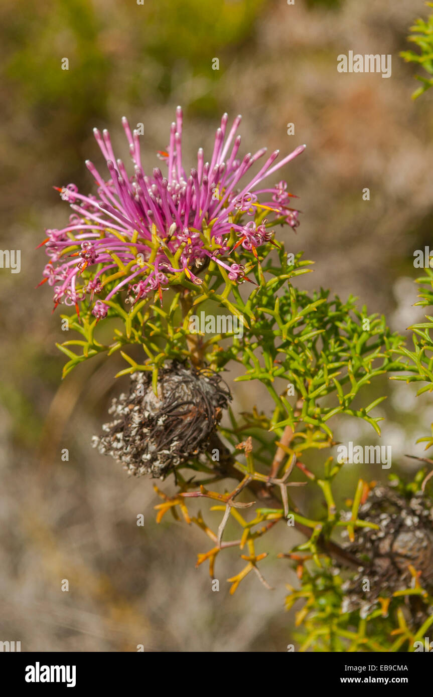 Isopogon formosus hi-res stock photography and images - Alamy