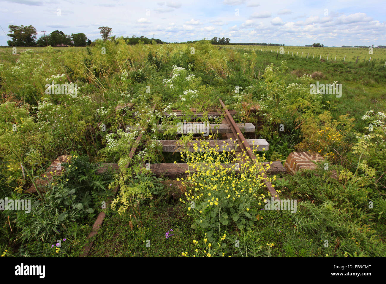 Train and vegetation hi-res stock photography and images - Alamy