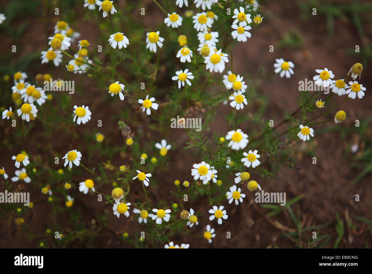 Daisies (Latin: Bellis Perennis Stock Photo - Alamy