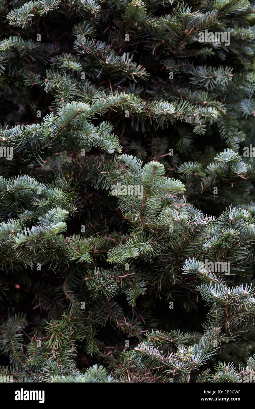 Beautiful fresh cut Christmas trees at Christmas tree farm Stock Photo ...