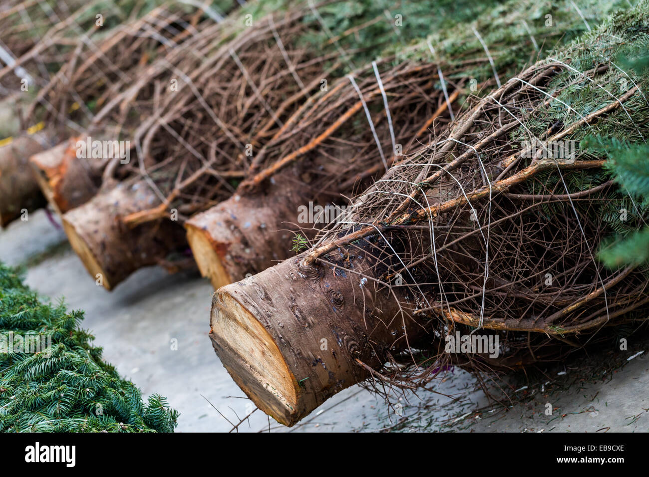 Beautiful fresh cut Christmas trees at Christmas tree farm Stock Photo ...