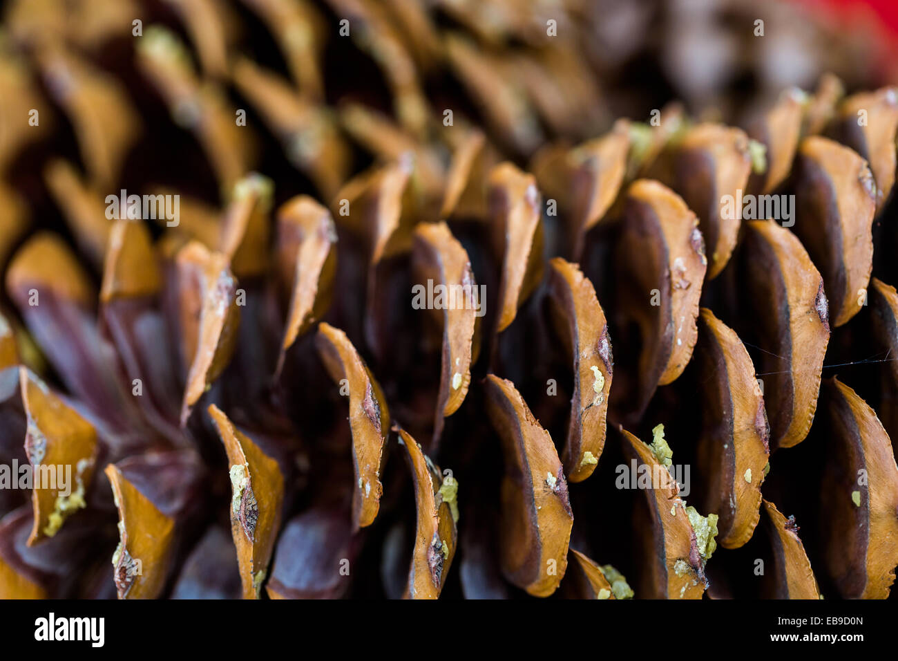 Pile of large pine cones in basket Stock Photo - Alamy