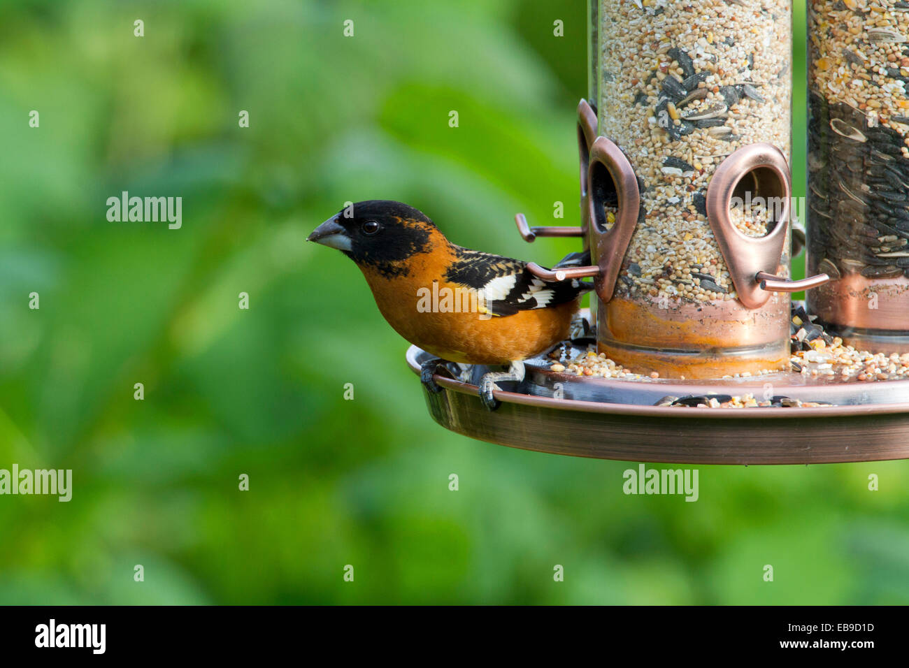 Black-headed Grosbeak (Pheucticus melanocephalus) male perched on a ...