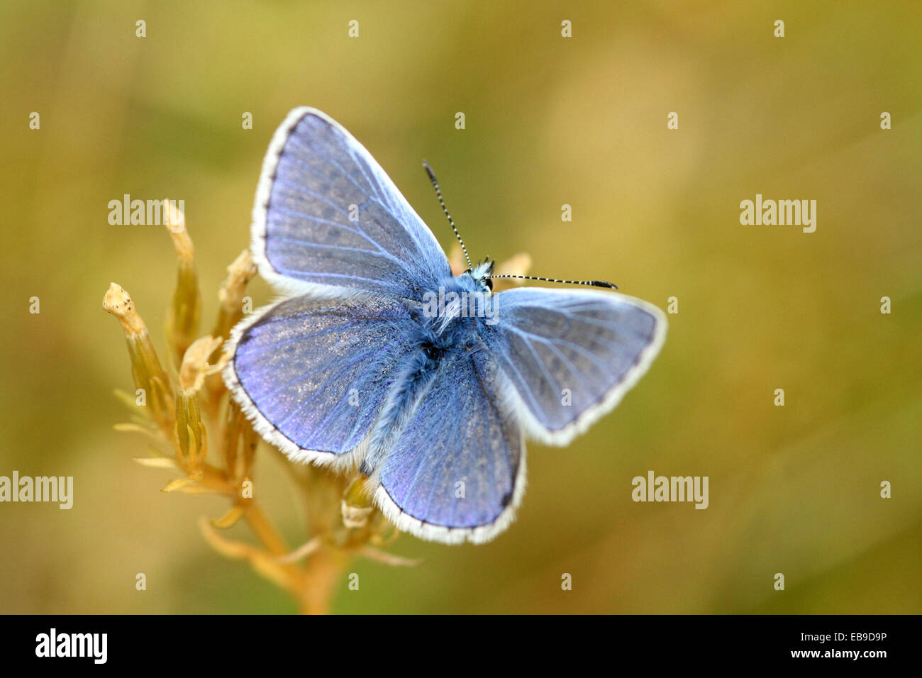 Common Blue Butterfly Stock Photo - Alamy