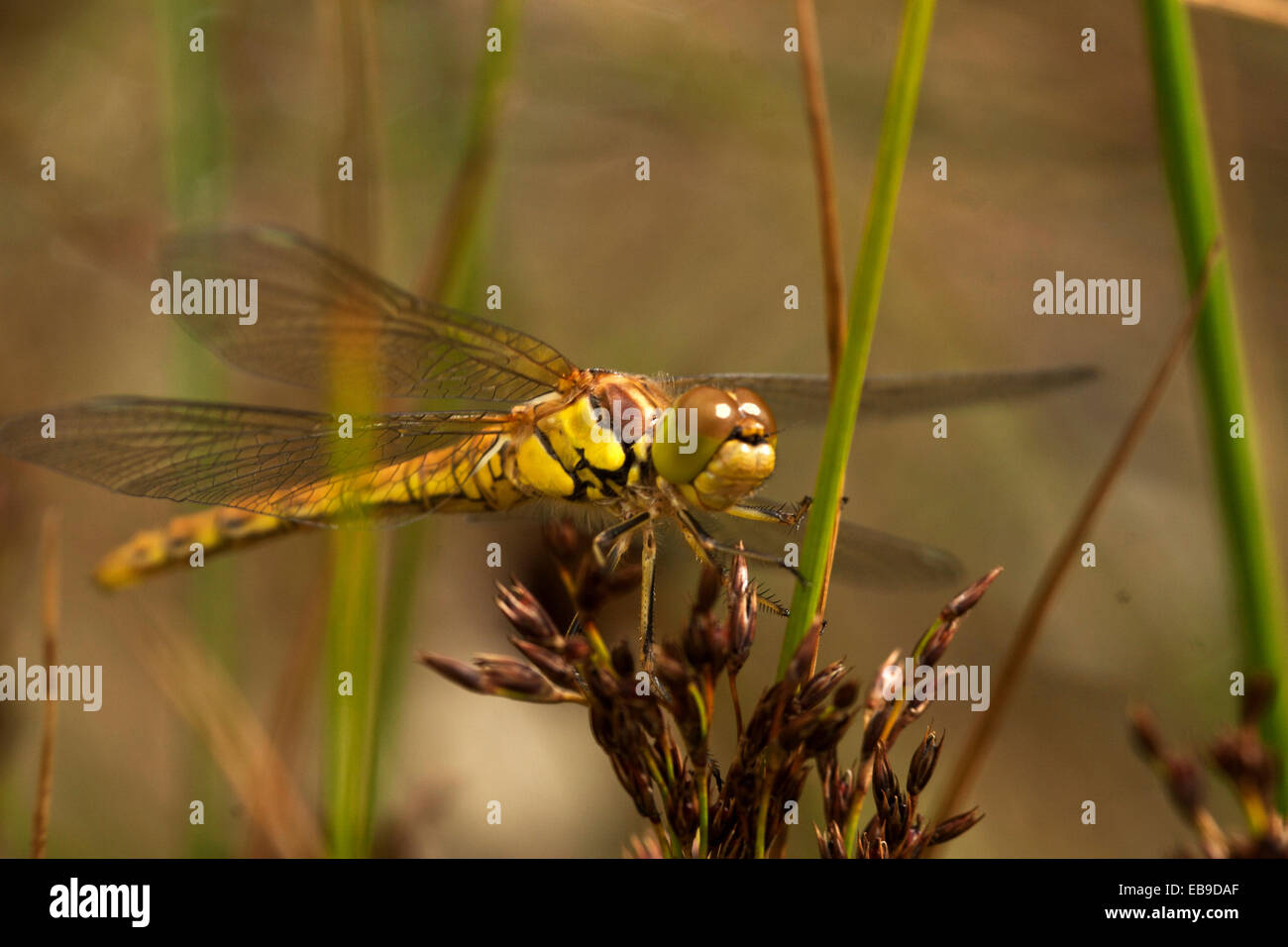 Dragonfly common darter Stock Photo - Alamy