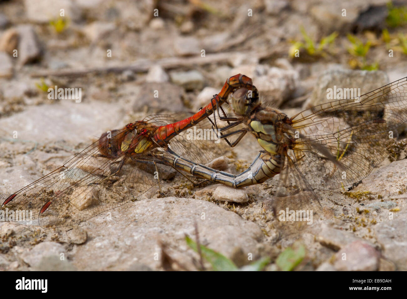 Dragonfly`s in Love Stock Photo - Alamy