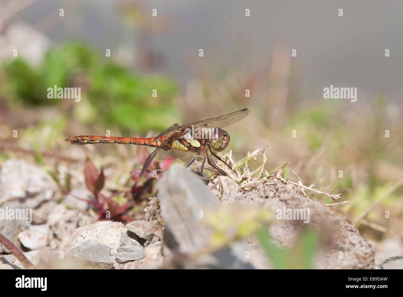 Dragonfly common darter at rest near pond Stock Photo - Alamy