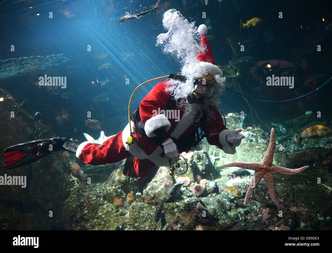 Vancouver, Canada. 27th Nov, 2014. Scuba diving Santa Claus swims in ...