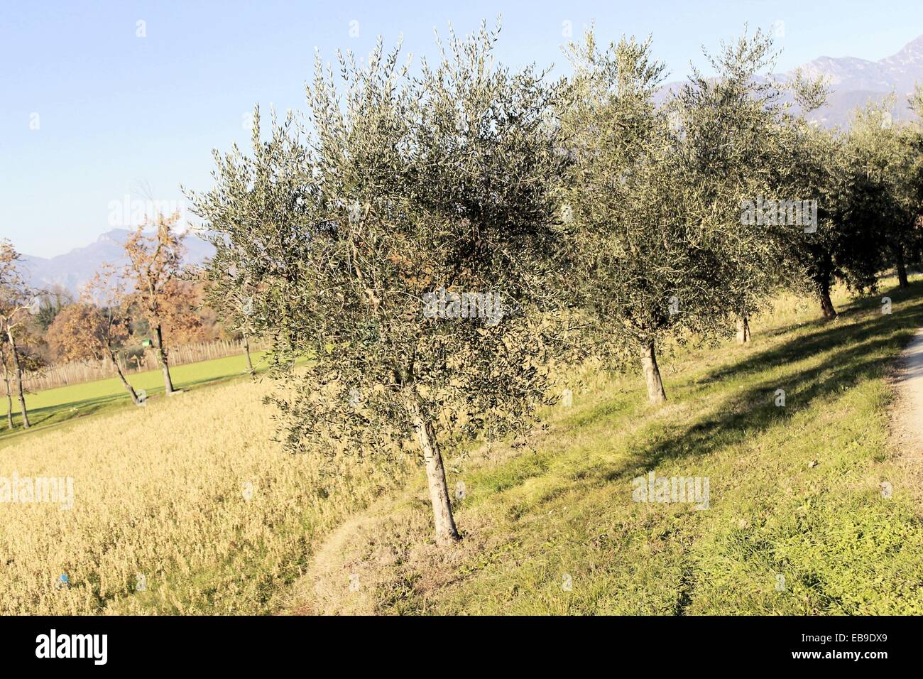 Garda lake olive tree hi-res stock photography and images - Alamy