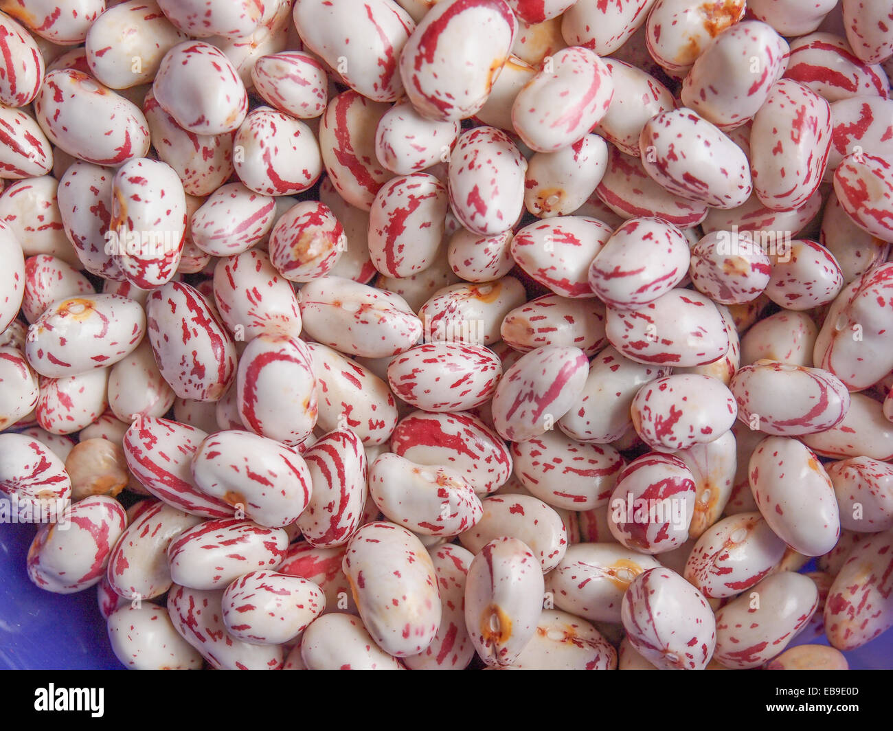 Cranberry variety common beans aka hi-res stock photography and images ...