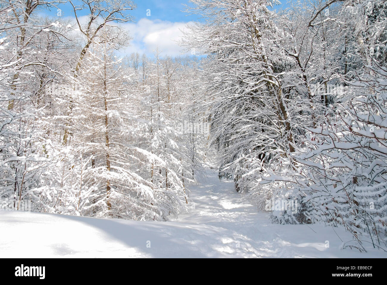 Canadian Forest Winter