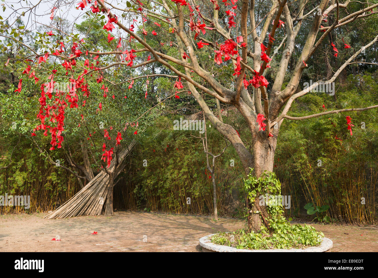 lots of wishing ribbon hanging on blessing tree Stock Photo - Alamy