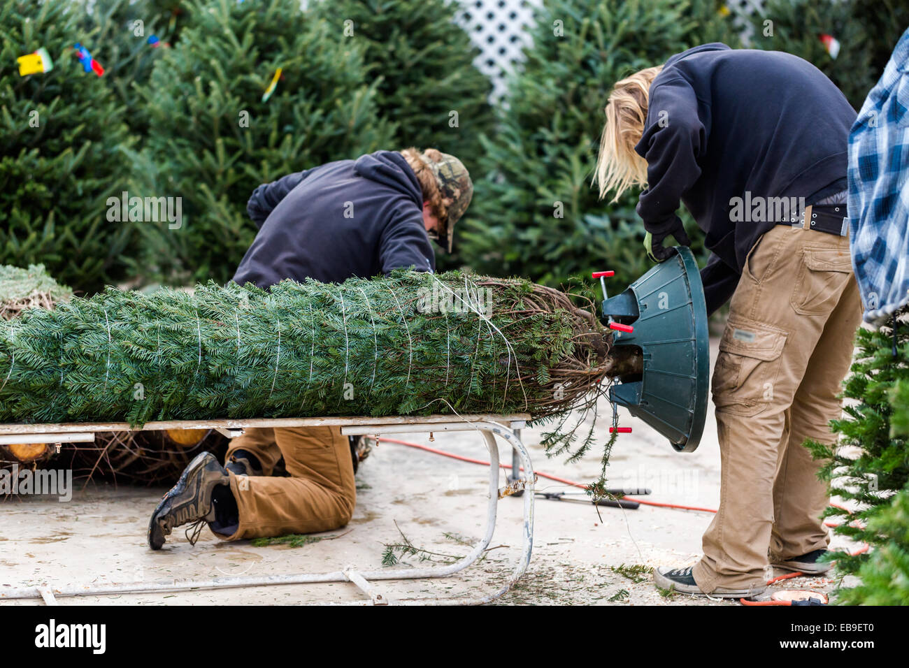 Beautiful fresh cut Christmas trees at Christmas tree farm Stock Photo ...