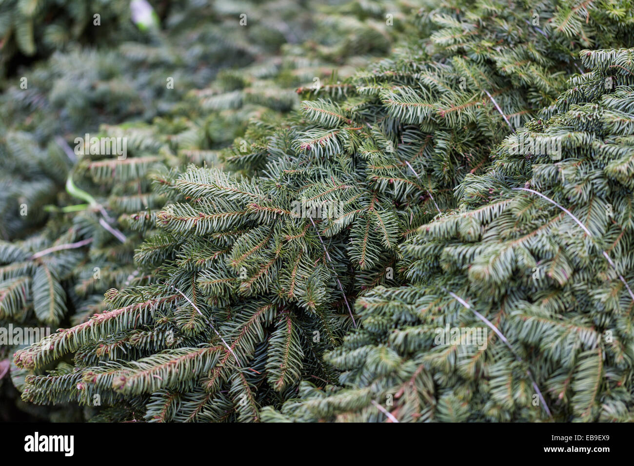 Beautiful fresh cut Christmas trees at Christmas tree farm Stock Photo ...