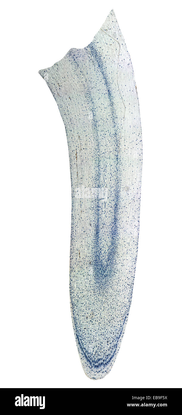 Light photomicrograph of Corn root tip cross section seen through ...